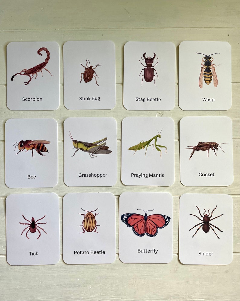 Insect Flash Cards Montessori or Charlotte Mason Nature Study Printable ...