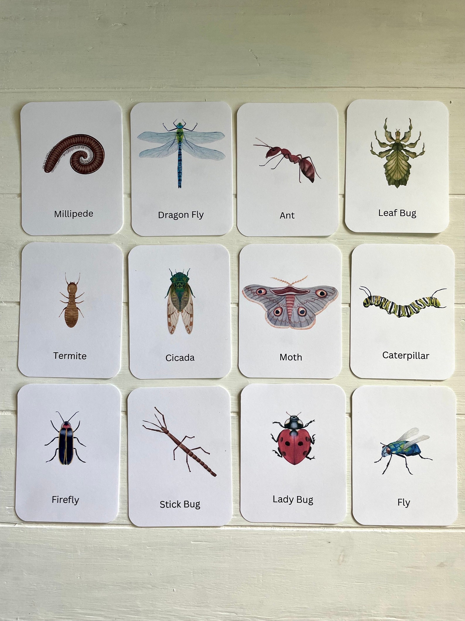 Insect Flash Cards Montessori or Charlotte Mason Nature Study Printable ...
