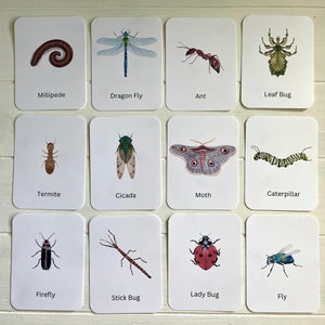 Insect Flash Cards Montessori or Charlotte Mason Nature Study Printable ...