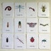 Insect Flash Cards Montessori or Charlotte Mason Nature Study Printable ...