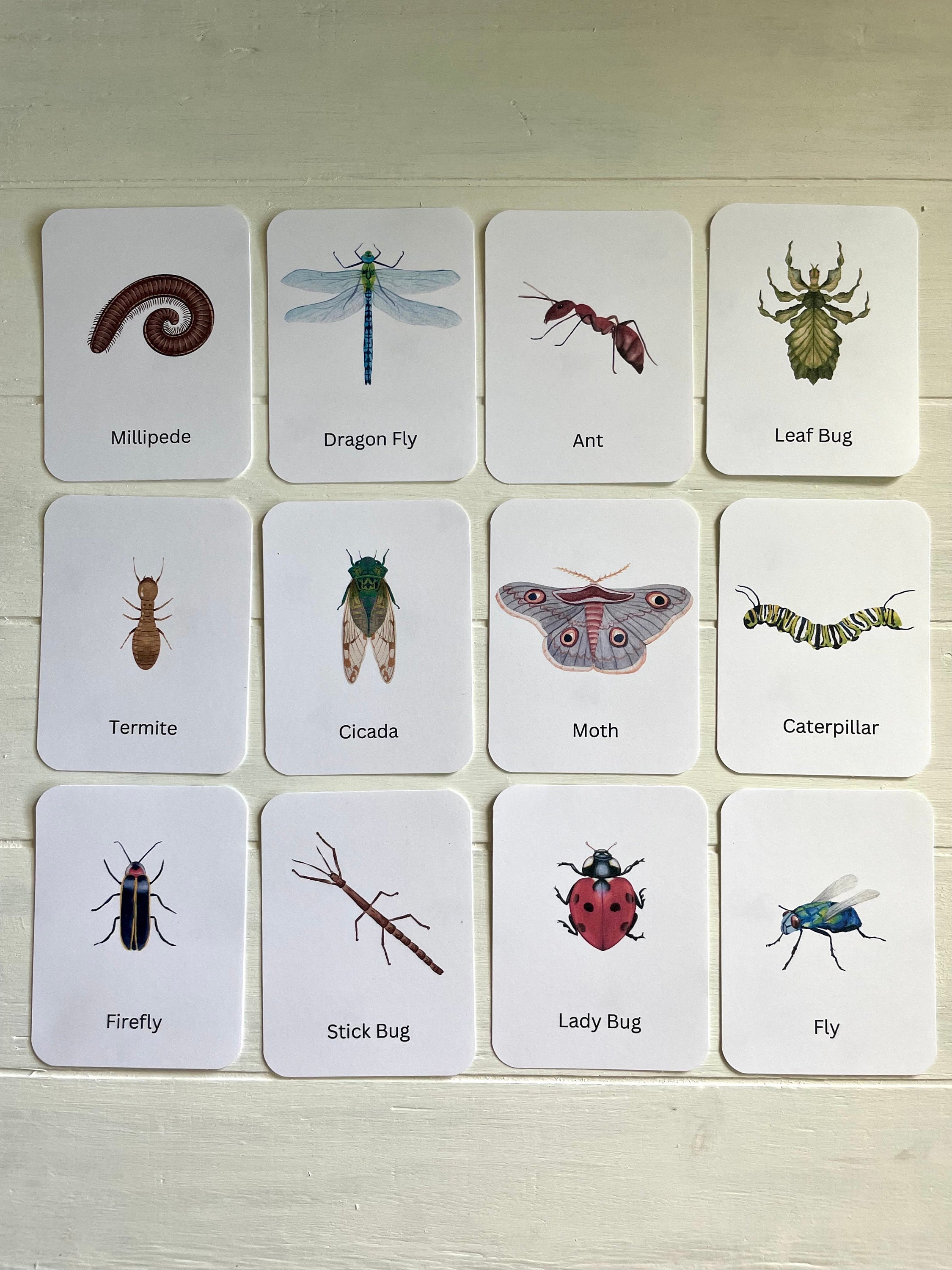 Insect Flash Cards Montessori or Charlotte Mason Nature Study Printable ...