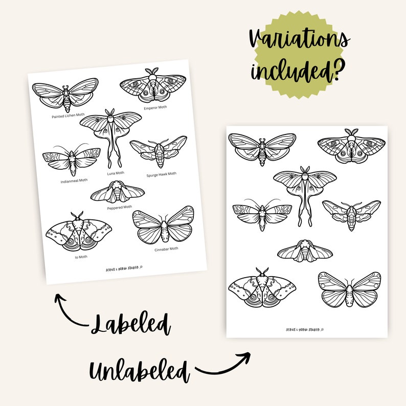 Butterfly Coloring Page, Moth Coloring Page, Charlotte Mason Homeschool ...