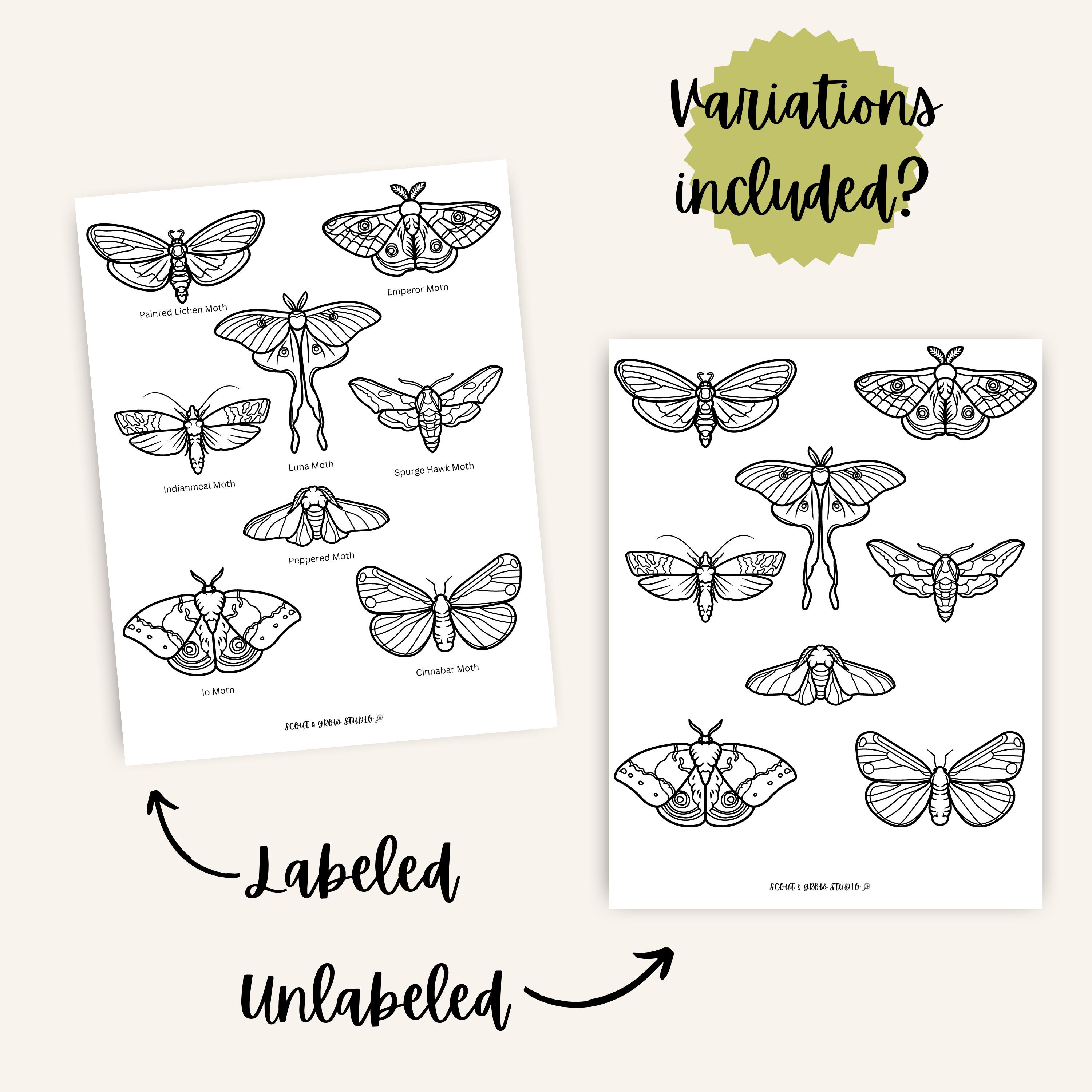 Butterfly Coloring Page, Moth Coloring Page, Charlotte Mason Homeschool ...