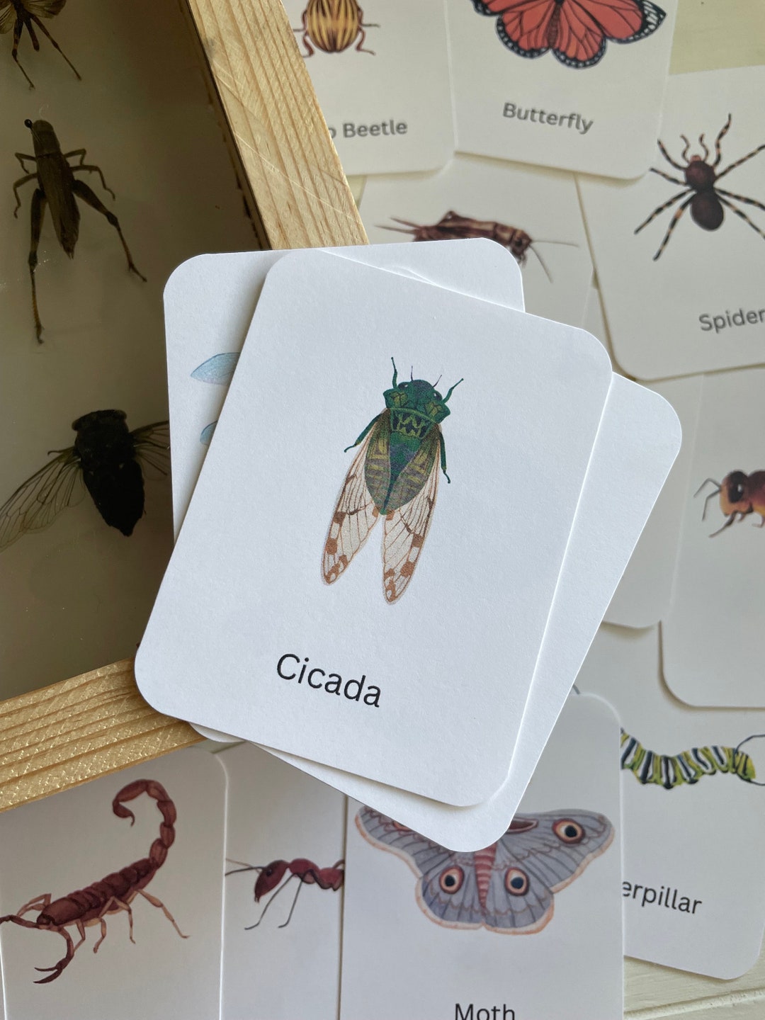 Insect Flash Cards Montessori or Charlotte Mason Nature Study Printable ...