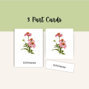 Herb Flash Cards, Printable Montessori Homeschool Resources or ...