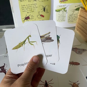 Insect Flash Cards Montessori or Charlotte Mason Nature Study Printable ...