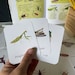 Insect Flash Cards Montessori or Charlotte Mason Nature Study - Etsy