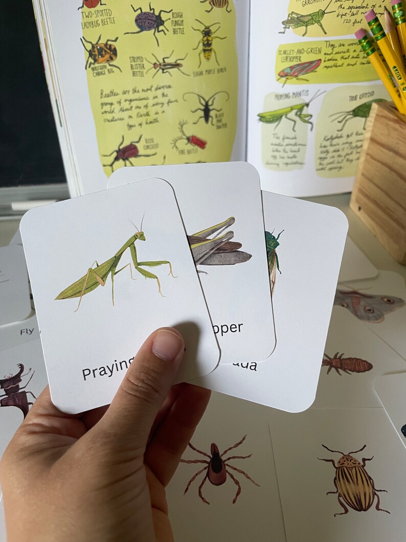 Insect Flash Cards Montessori or Charlotte Mason Nature Study Printable ...
