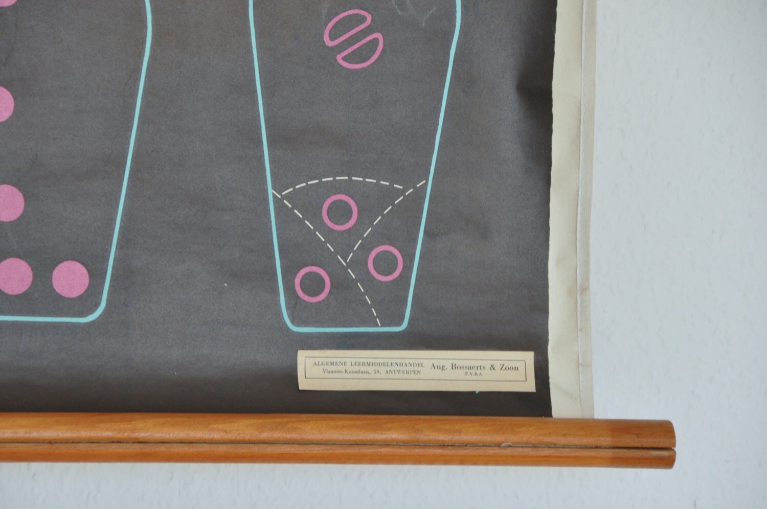 Biology Print, Biology Poster, Science Poster, Auzoux Poster, Pull Down ...