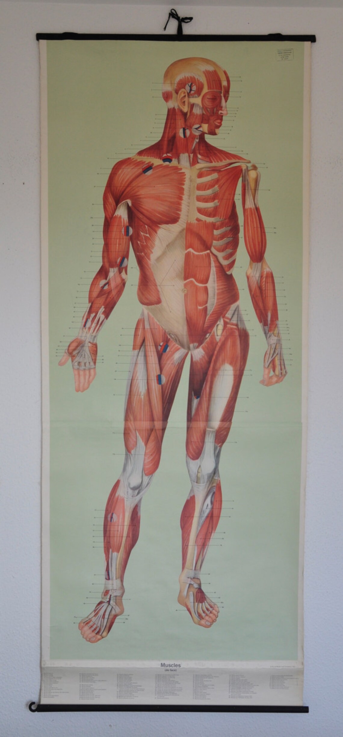 Anatomy Chart, Vintage School Chart, Pull Down Chart, Educational Chart ...