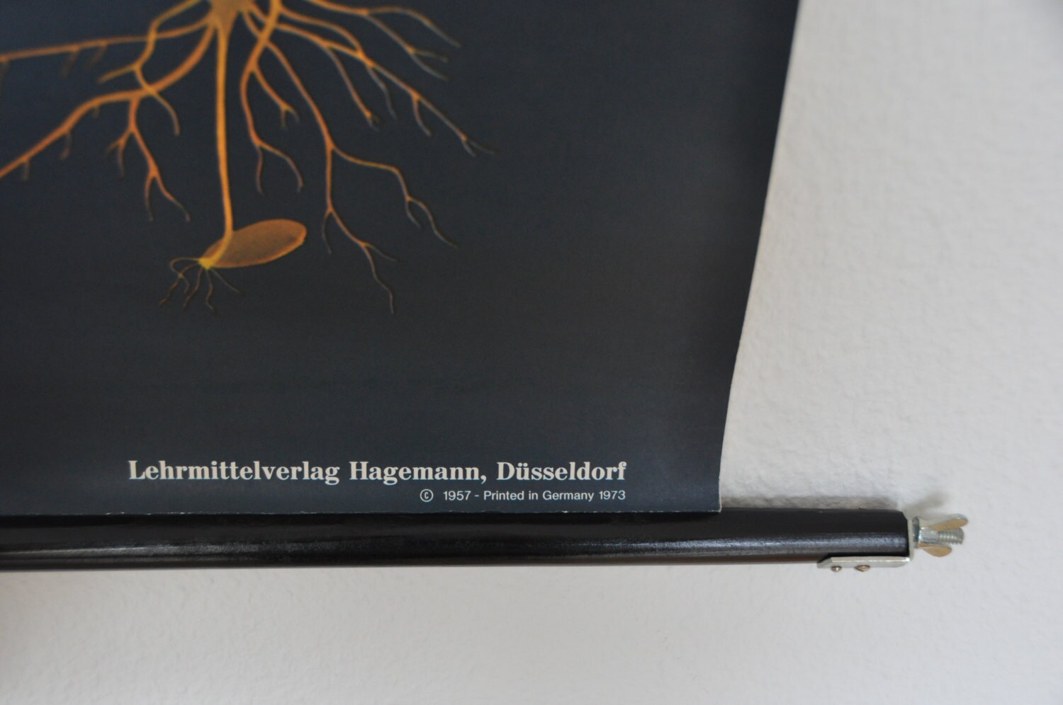 Rye Print Vintage Botanical Print Pull Down School Chart - Etsy