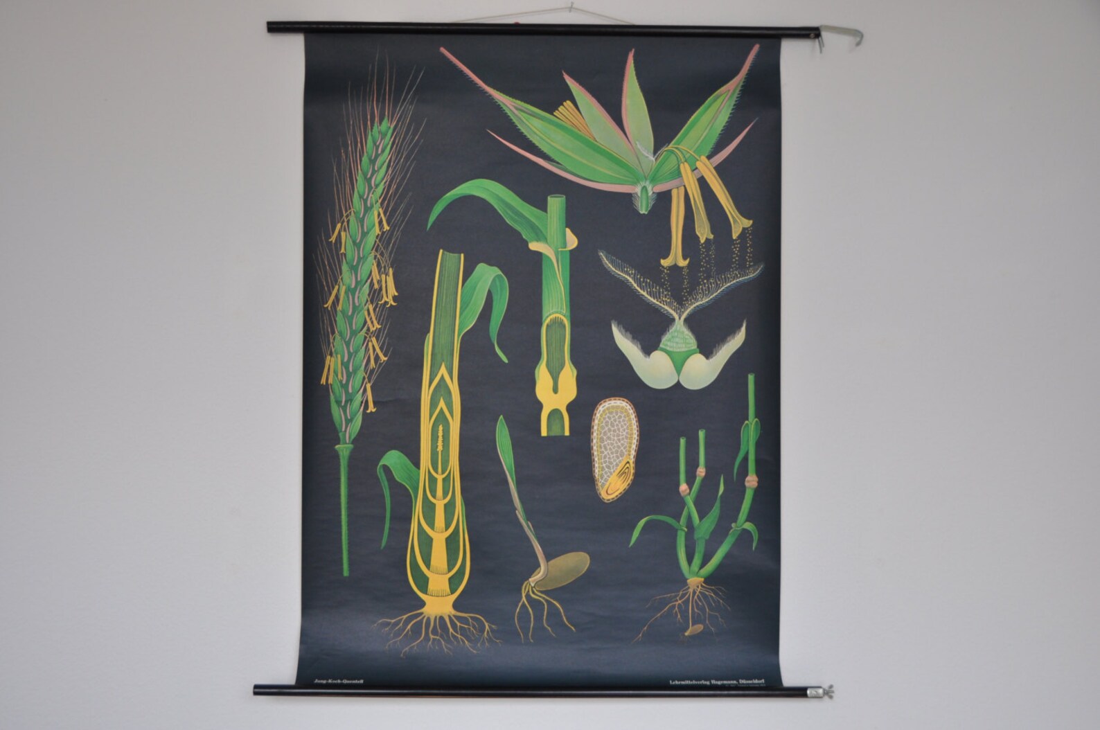 Rye Print Vintage Botanical Print Pull Down School Chart - Etsy