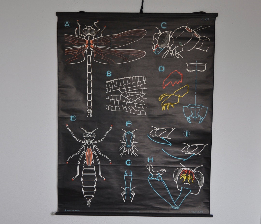 Dragonfly Print, Dragonfly Poster, Auzoux Poster, Pull Down School ...