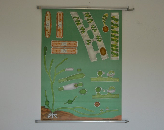 Algae Print, Pull Down Map, Vintage School Chart, Vintage Pull Down ...