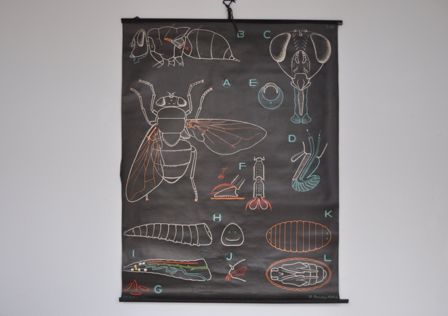 Fly Print, Fly Poster, Auzoux Poster, Pull Down School Chart, Vintage ...