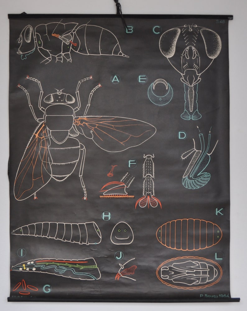 Fly Print, Fly Poster, Auzoux Poster, Pull Down School Chart, Vintage ...