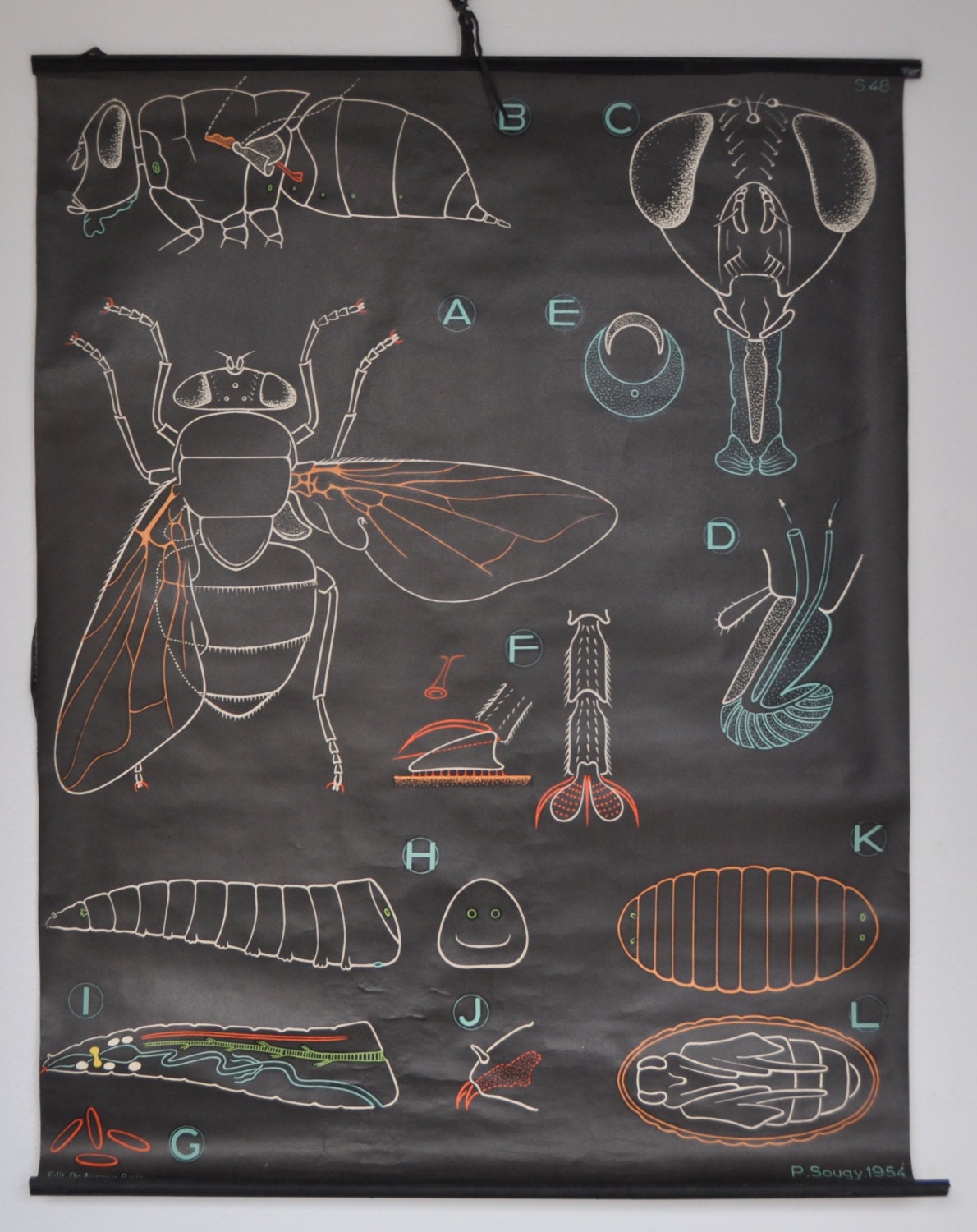 Fly Print, Fly Poster, Auzoux Poster, Pull Down School Chart, Vintage ...