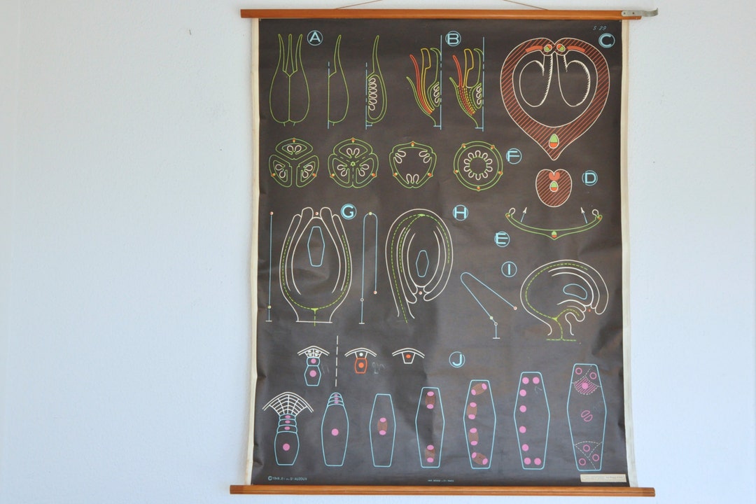 Biology Print, Biology Poster, Science Poster, Auzoux Poster, Pull Down ...