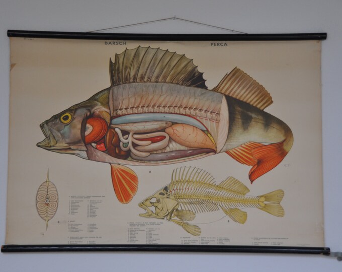 Anatomy Chart, Vintage School Chart, Pull Down Chart, Educational Chart, Anatomical Chart, - Etsy