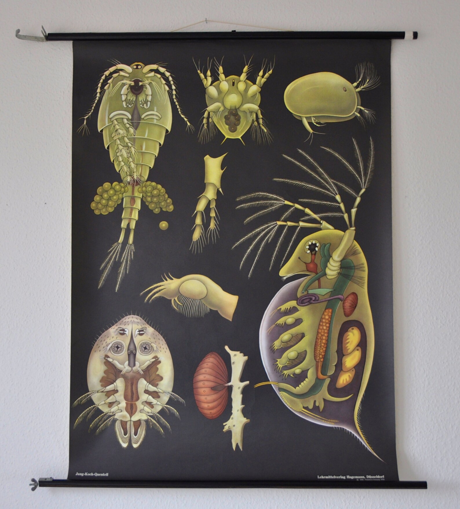 Vintage Zoology Print Crustacean Poster Entomostraca Pull - Etsy