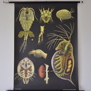 Vintage Zoology Print, Crustacean Poster, Entomostraca, Pull Down ...