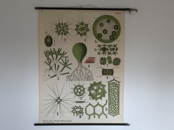 Pull Down Map. Vintage School Chart. Vintage Pull Down Chart. | Etsy