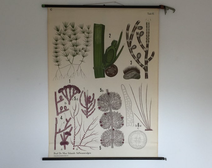 Pull Down Map. Vintage School Chart. Vintage Pull Down Chart. - Etsy