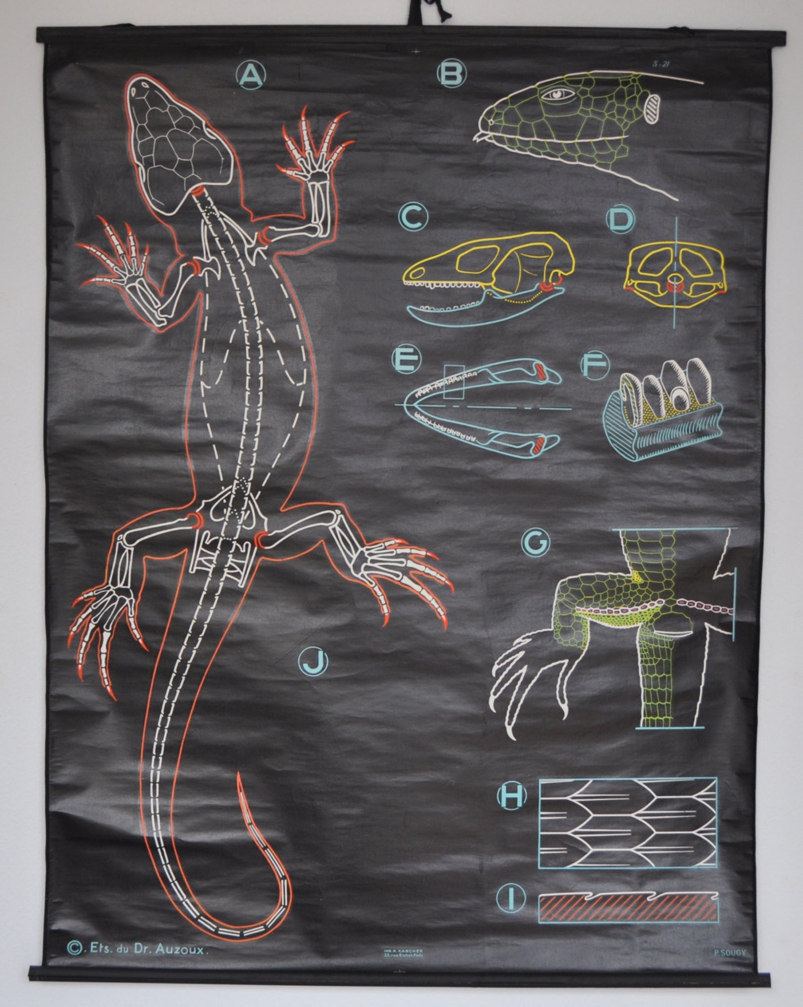Lizard Print, Lizard Poster, Auzoux Poster, Pull Down School Chart ...