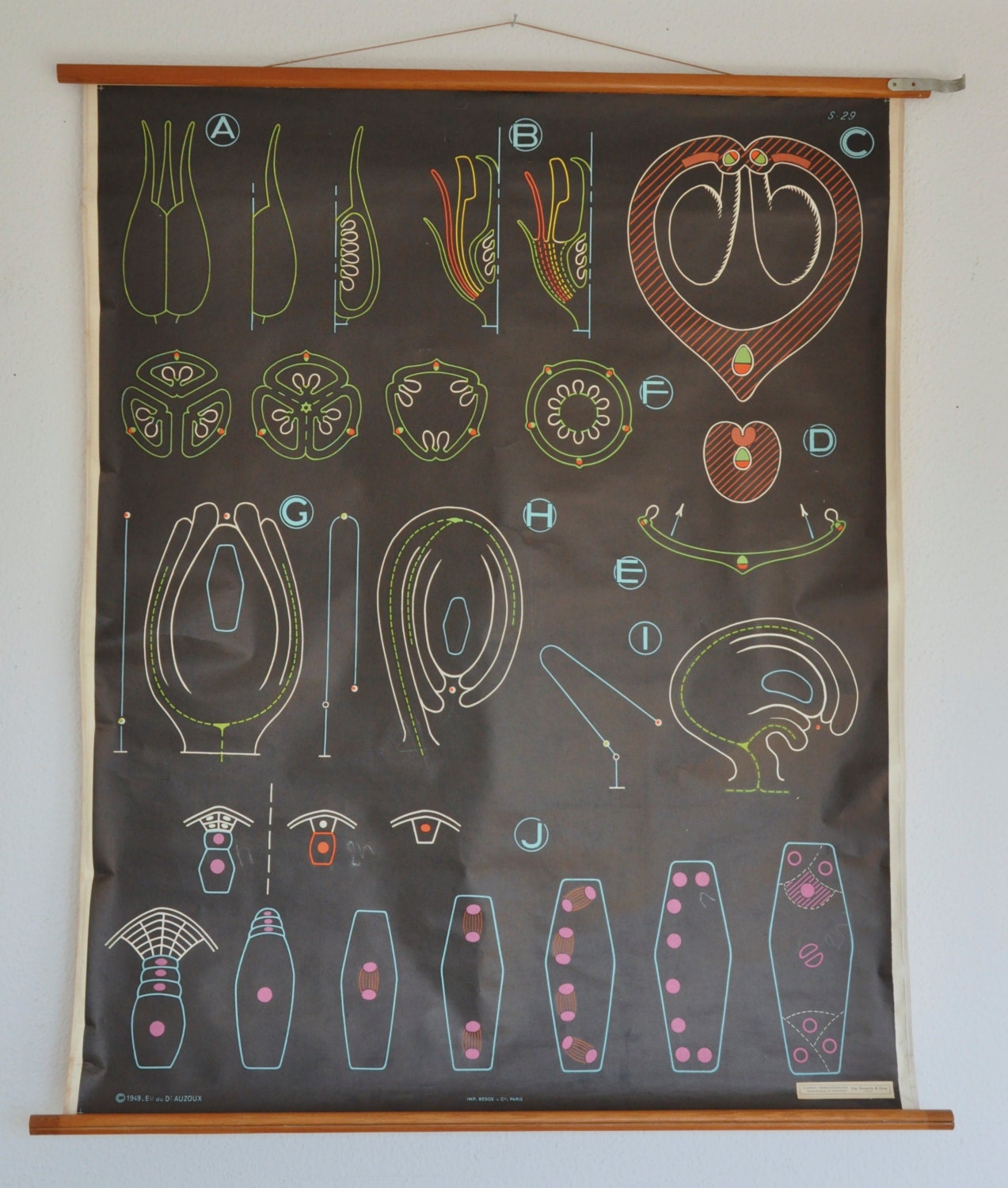 Biology Print, Biology Poster, Science Poster, Auzoux Poster, Pull Down ...