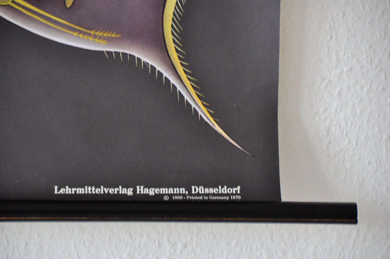 Vintage Zoology Print Crustacean Poster Entomostraca Pull - Etsy