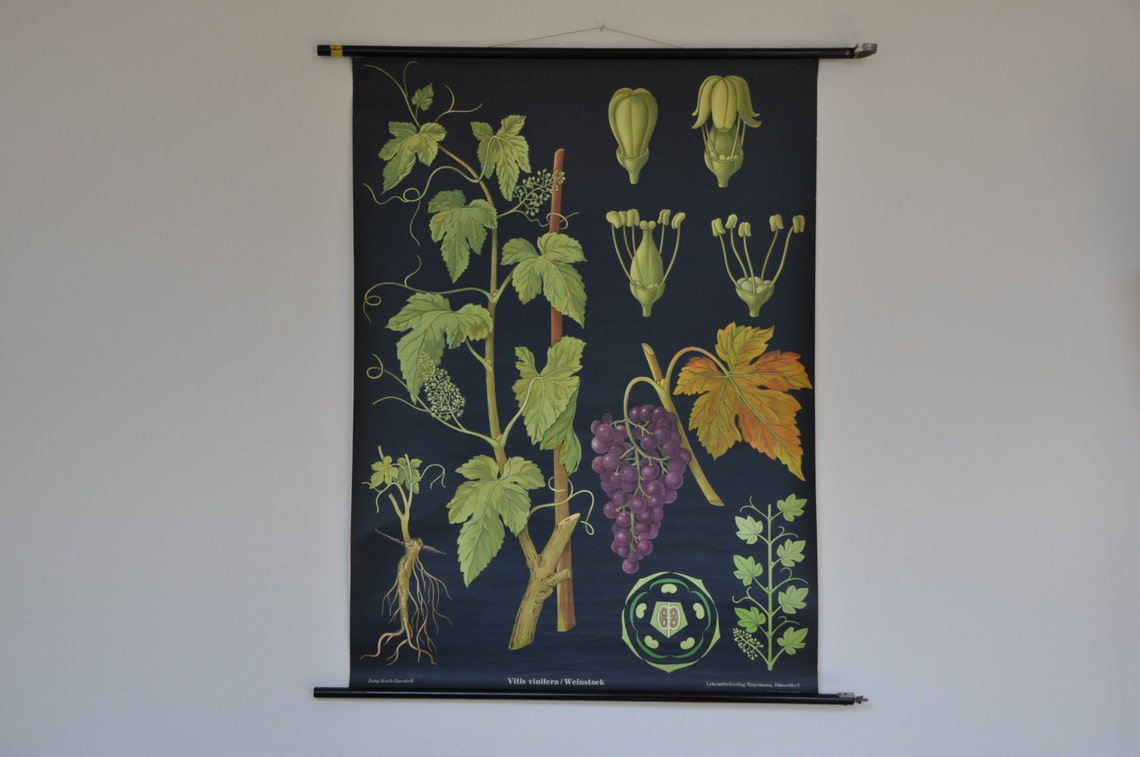 Grape Vine Print, Vintage Botanical Print, Pull Down School Chart ...