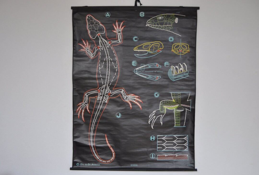 Lizard Print, Lizard Poster, Auzoux Poster, Pull Down School Chart ...