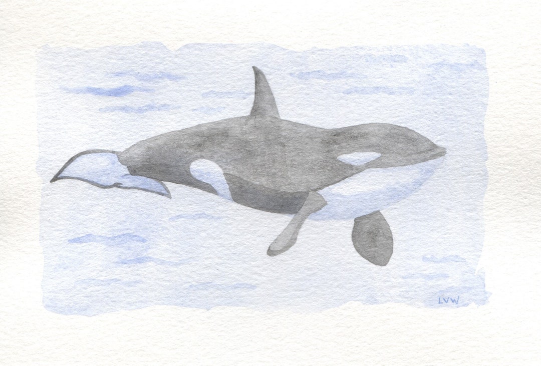 Orca Card - Etsy