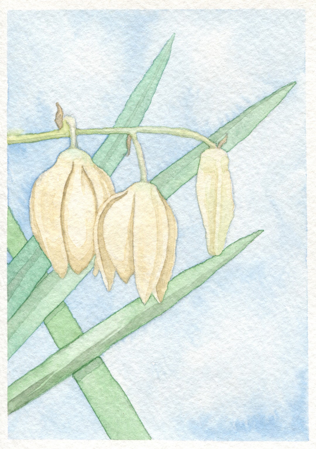 Yucca Flower Card - Etsy