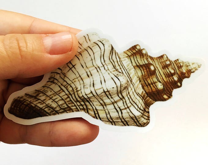 Colorful Sea Shell Sticker Beachy Vintage Vinyl Stickers - Etsy