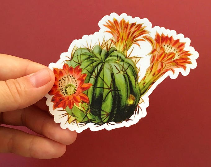 Vinyl Cactus Sticker Pink Flower Decal Vintage Vinyl - Etsy