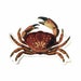 Crab Sticker, Vinyl Stickers, MacBook Sticker Pack, Florida Laptop ...