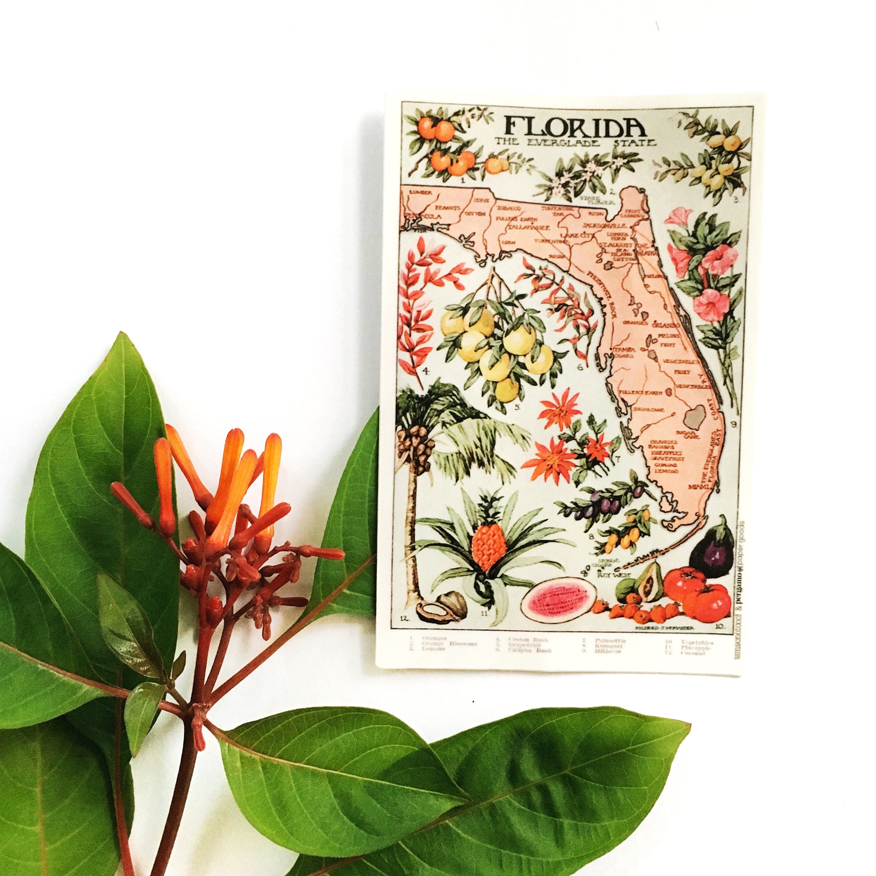 Florida Stickers Vinyl Laptop Sticker Pack Vintage Florida - Etsy