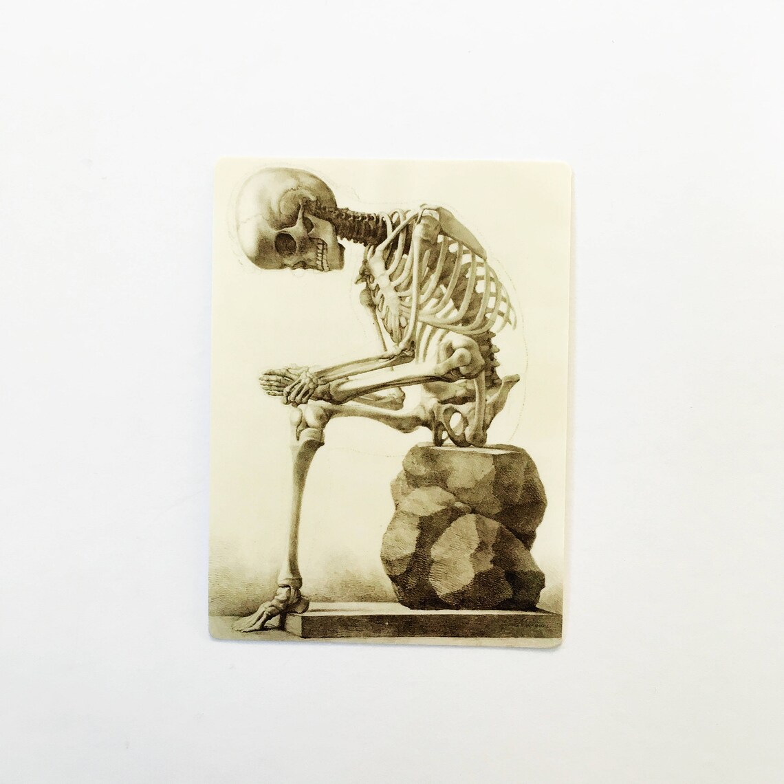 Antique Skeleton Sticker, Vintage Halloween Vinyl Decals, Antique ...