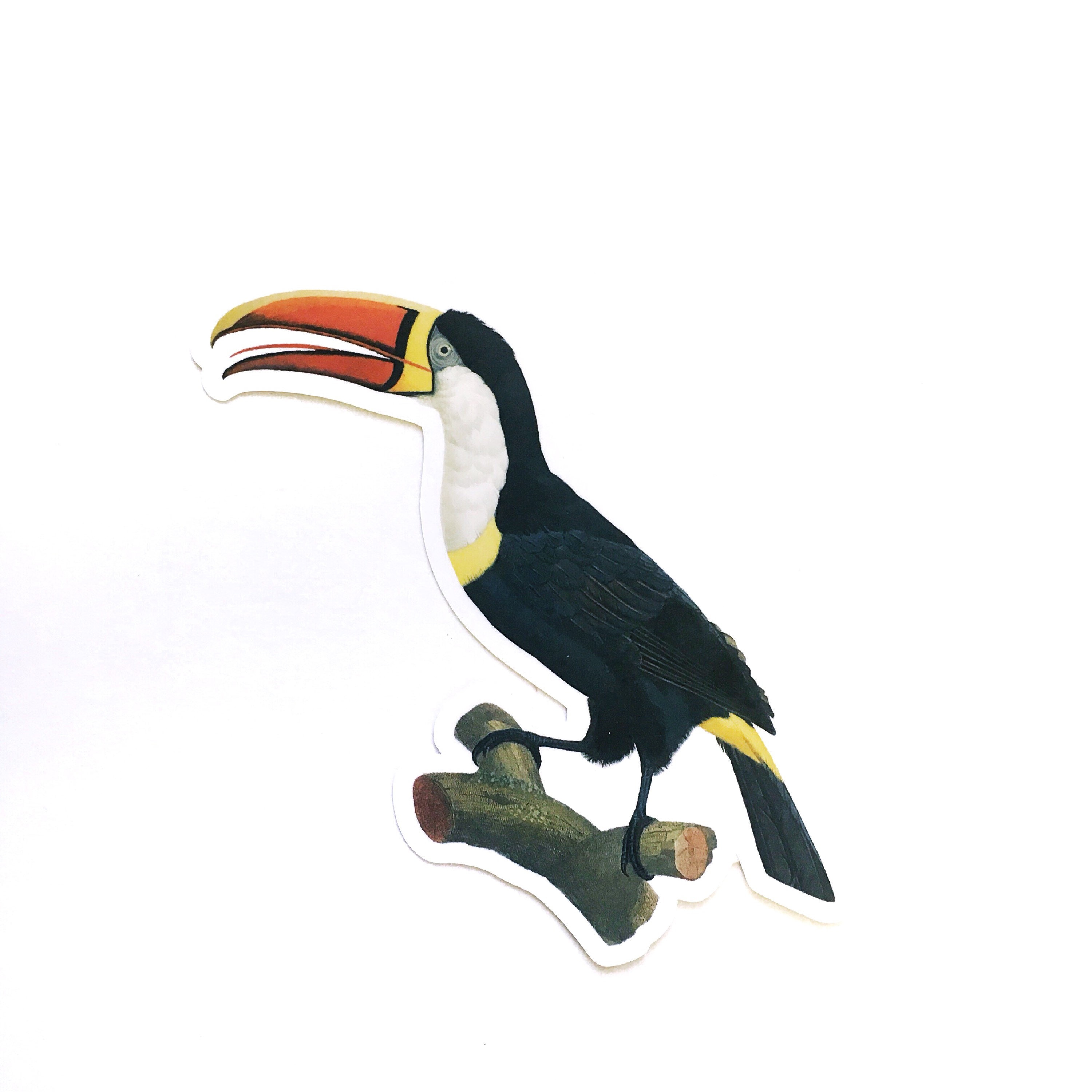 Toucan Sticker, Vintage Sticker Pack, Laptop Stickers, Nature Tropical ...