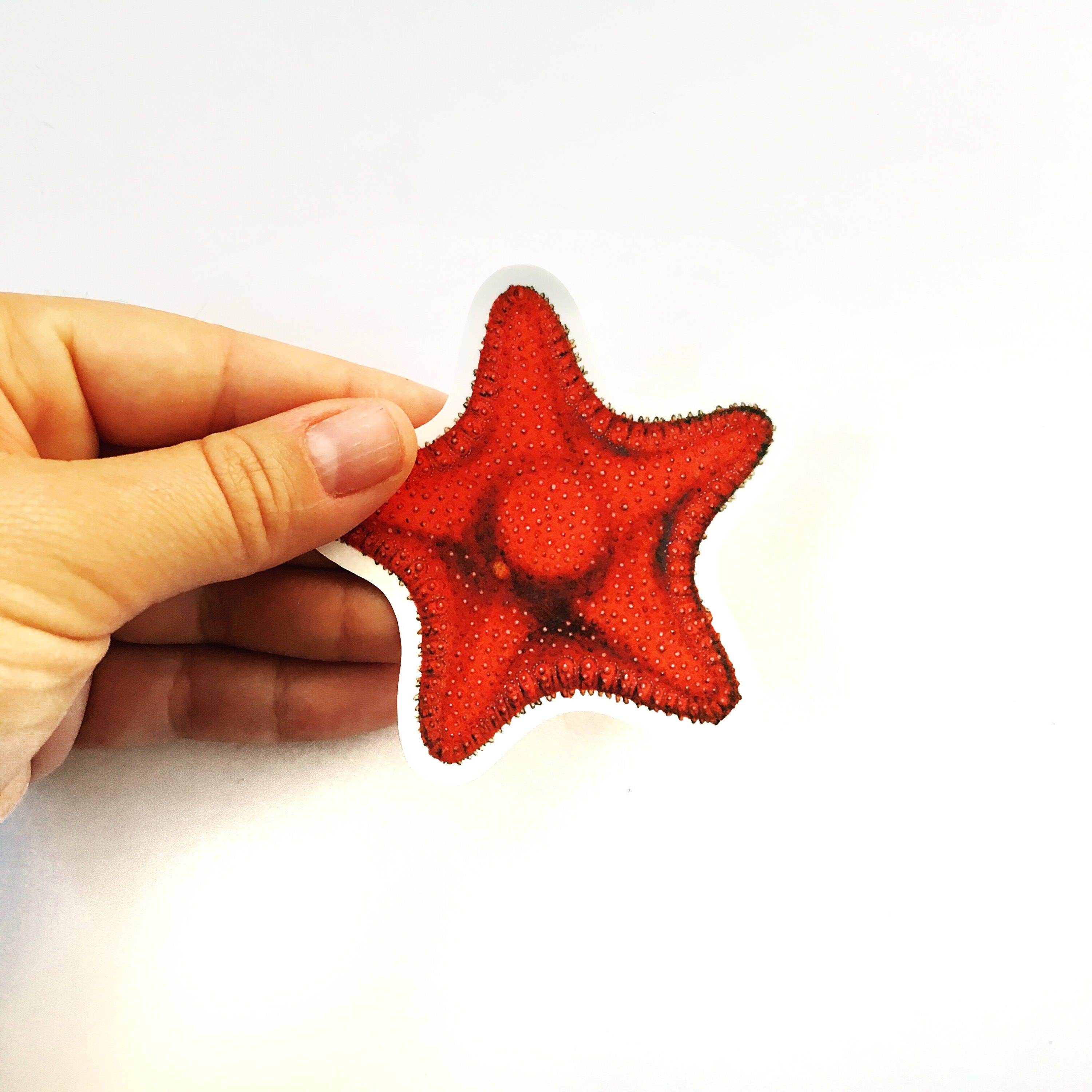 Starfish Sticker, Sea Star Vinyl Vintage Stickers, Bumper Decal, Laptop ...