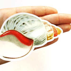 Colorful Sea Shell Sticker, Beachy Vintage Vinyl Stickers, Mollusk ...