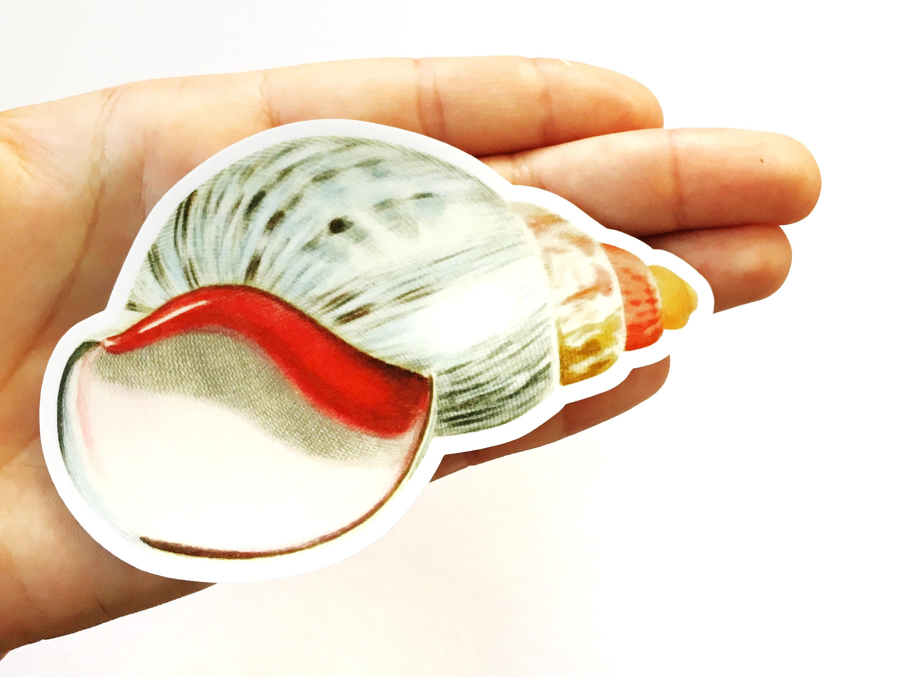 Colorful Sea Shell Sticker Beachy Vintage Vinyl Stickers - Etsy