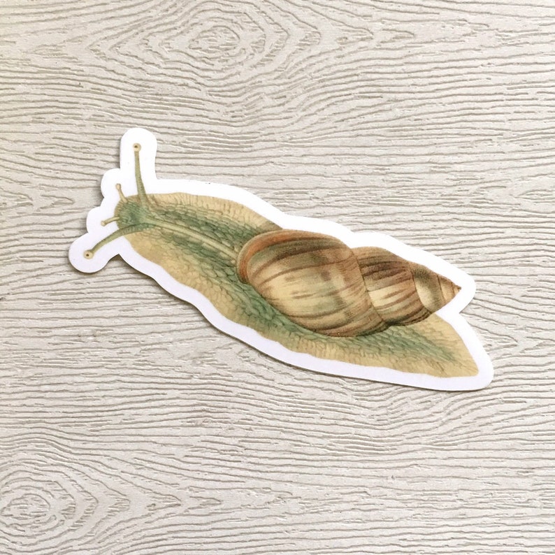 Snail Sticker Pack Vintage Botanical Vinyl Stickers Weird | Etsy
