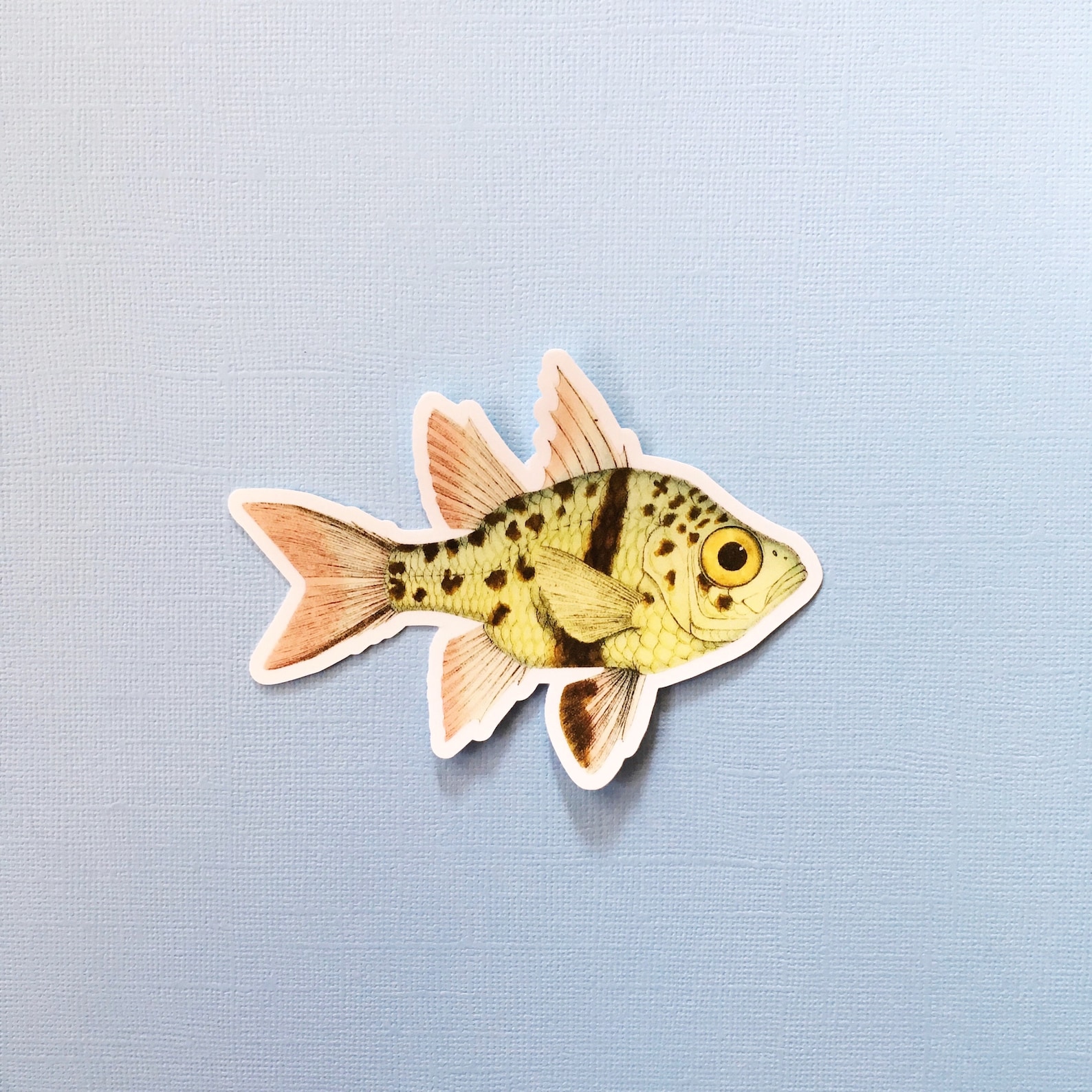 Colorful Fish Sticker Weird Vinyl Stickers Vintage Sticker - Etsy