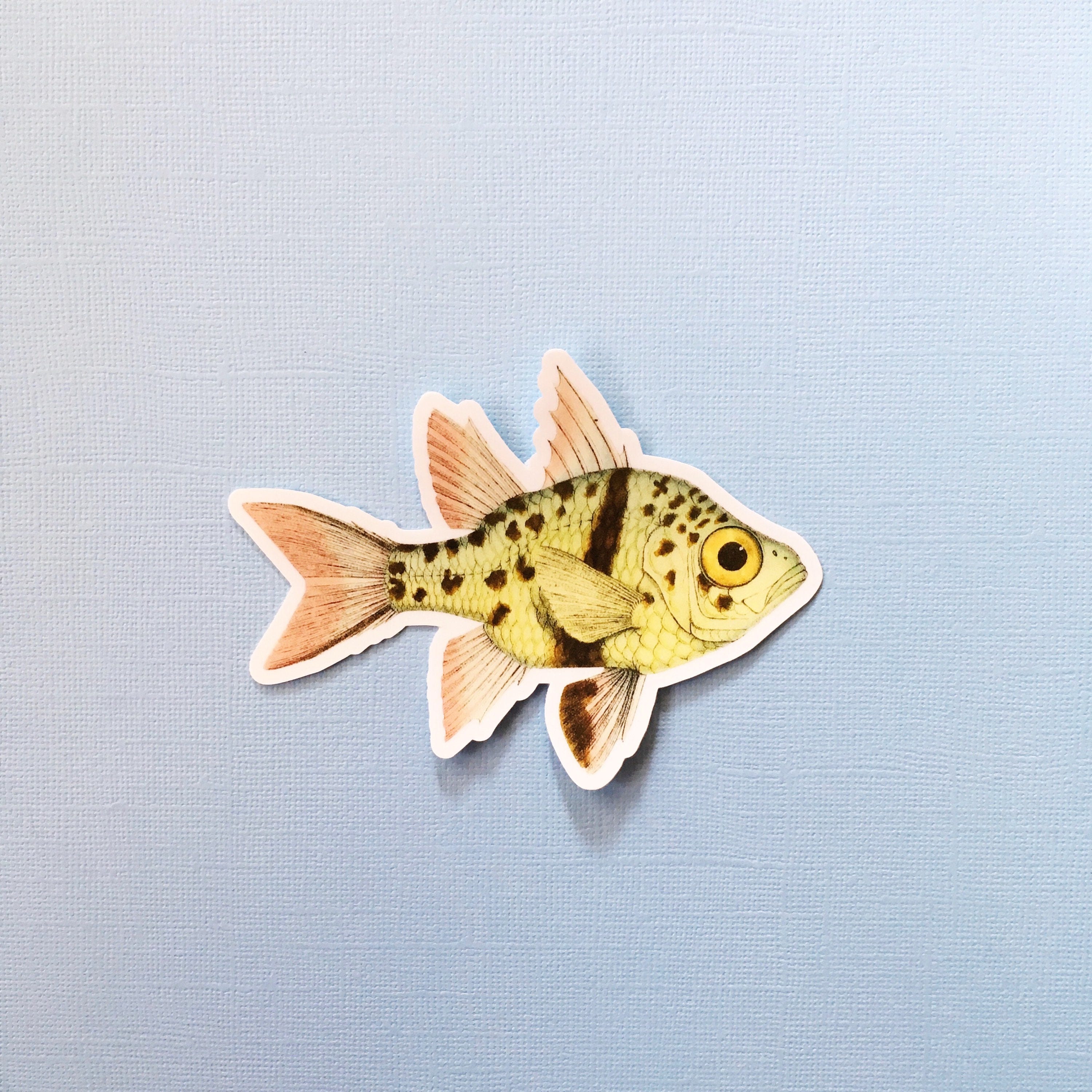 Colorful Fish Sticker Weird Vinyl Stickers Vintage Sticker - Etsy