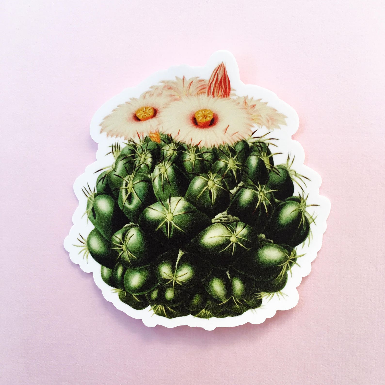 Vinyl Cactus Sticker, Pink Flower Decal Vintage Vinyl Stickers, Laptop ...