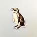 Illustrated Penguin Sticker Pack, Naturalistic Vintage Vinyl Stickers ...