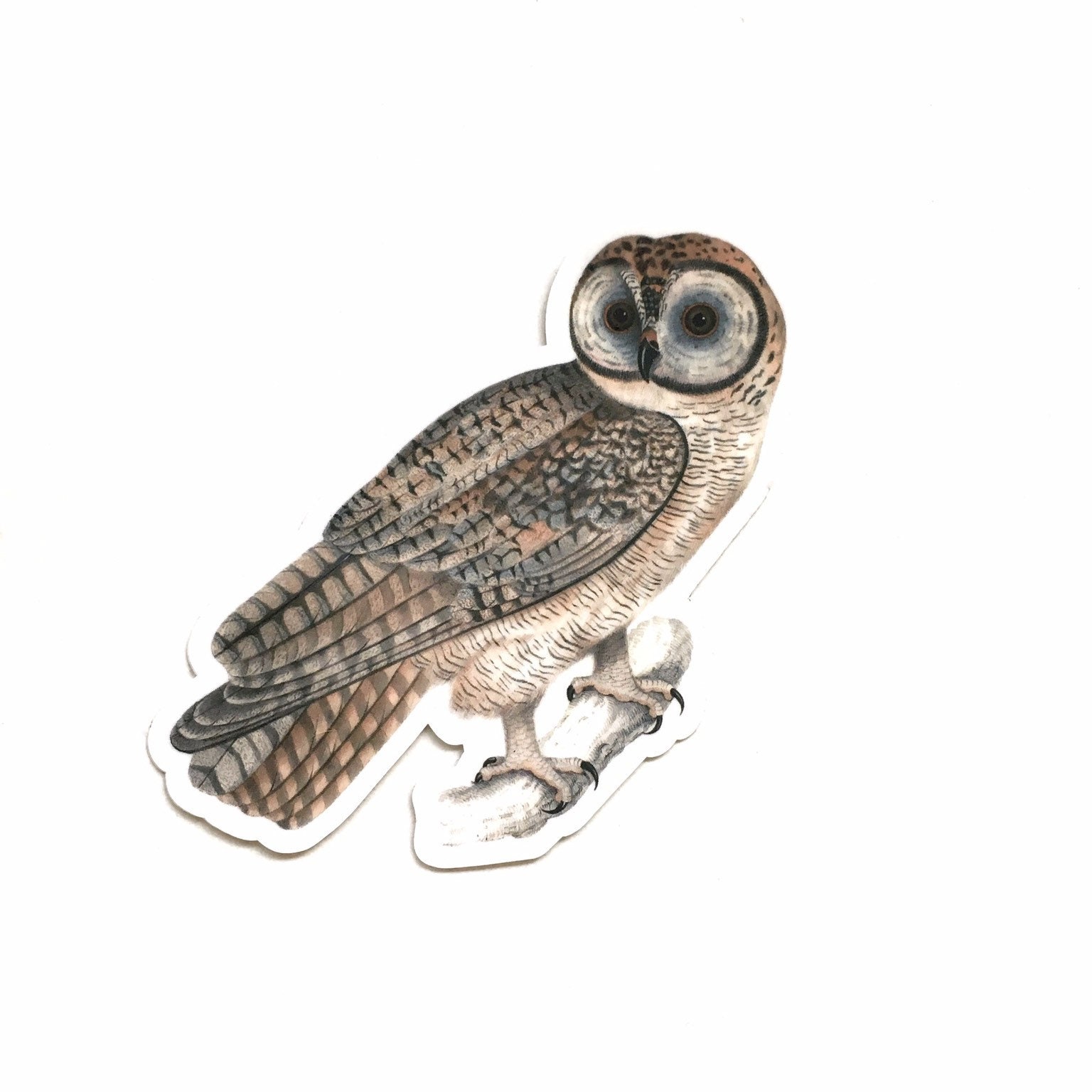 Owl Sticker Vinyl Sticker Pack Bird Sticker Laptop Sticker - Etsy