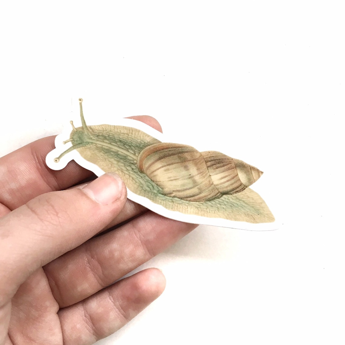 Snail Sticker Pack Vintage Botanical Vinyl Stickers Weird | Etsy
